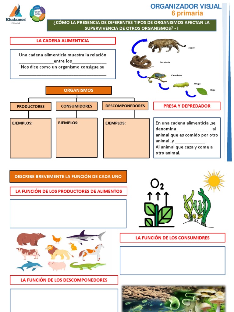 Organizador Visual de Cadenas Alimenticias | PDF | Salud y bienestar ...