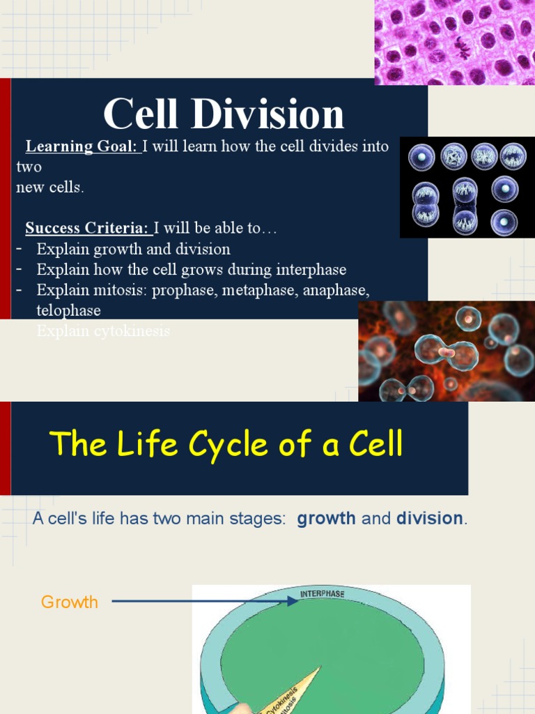 Cell Division - Interphase, Mitosis, Cytokinesis | PDF | Mitosis ...