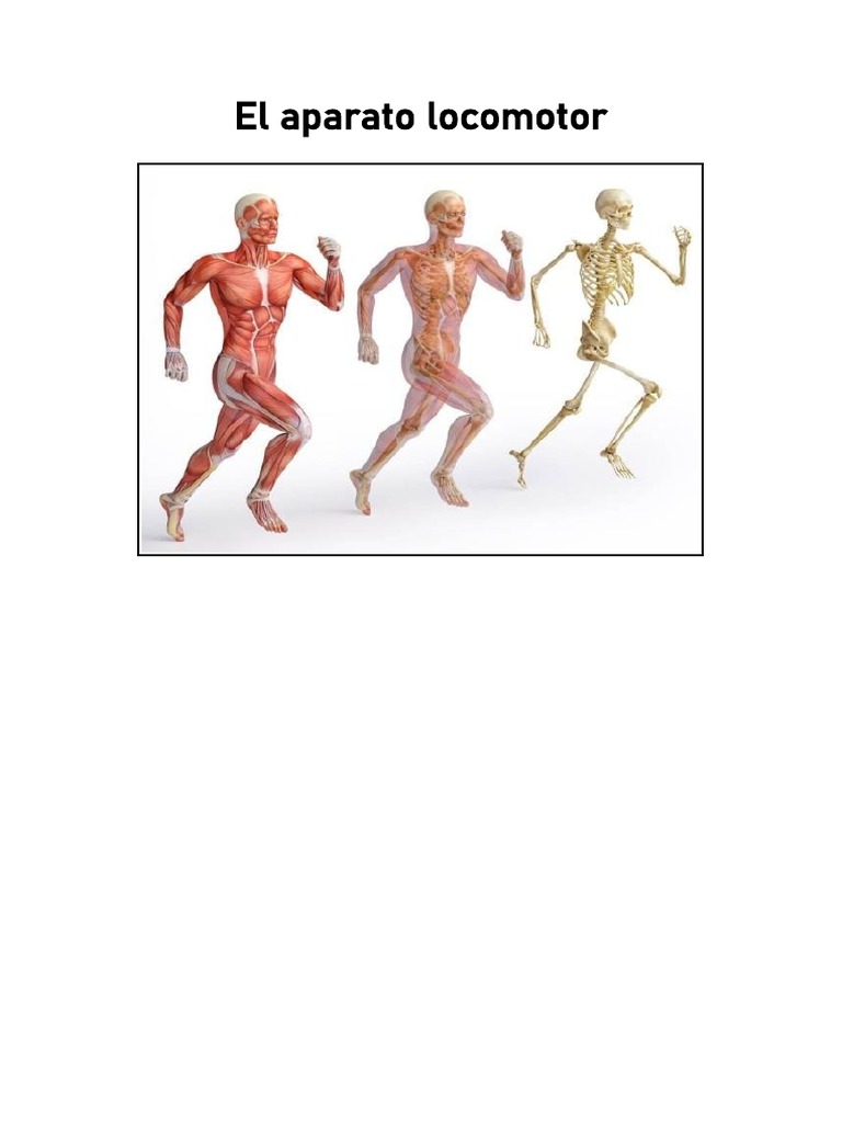 Cuidados del Aparato Locomotor Infantil | PDF | Articulación | Hueso