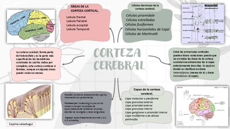 Capas de la Corteza Cerebral | PDF | Corteza cerebral | Cerebro