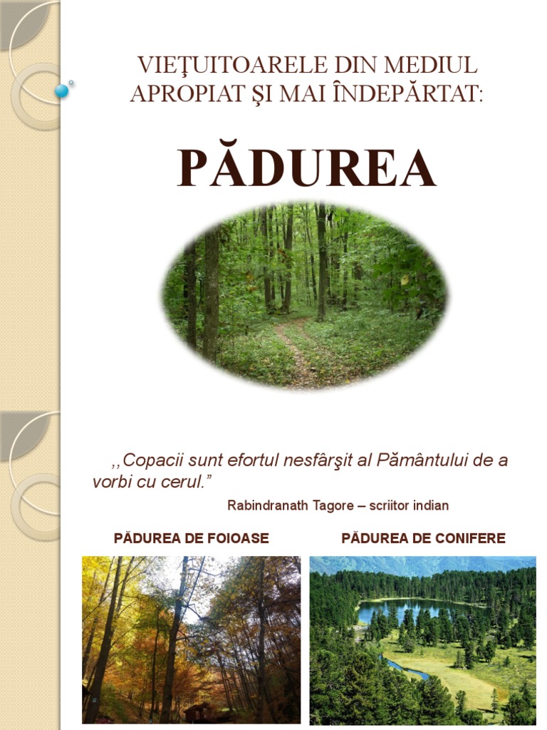 3.padurea Clasa A Va | PDF