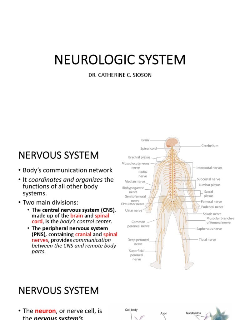 An Overview of the Intricate Neurologic System: From Neurons to Cranial ...