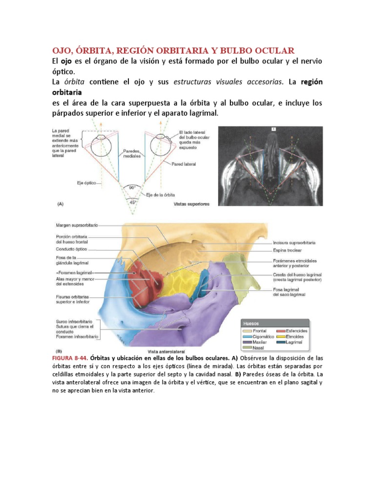 Ojo, Órbita, Región Orbitaria Y Bulbo Ocular | PDF | Ojo humano ...