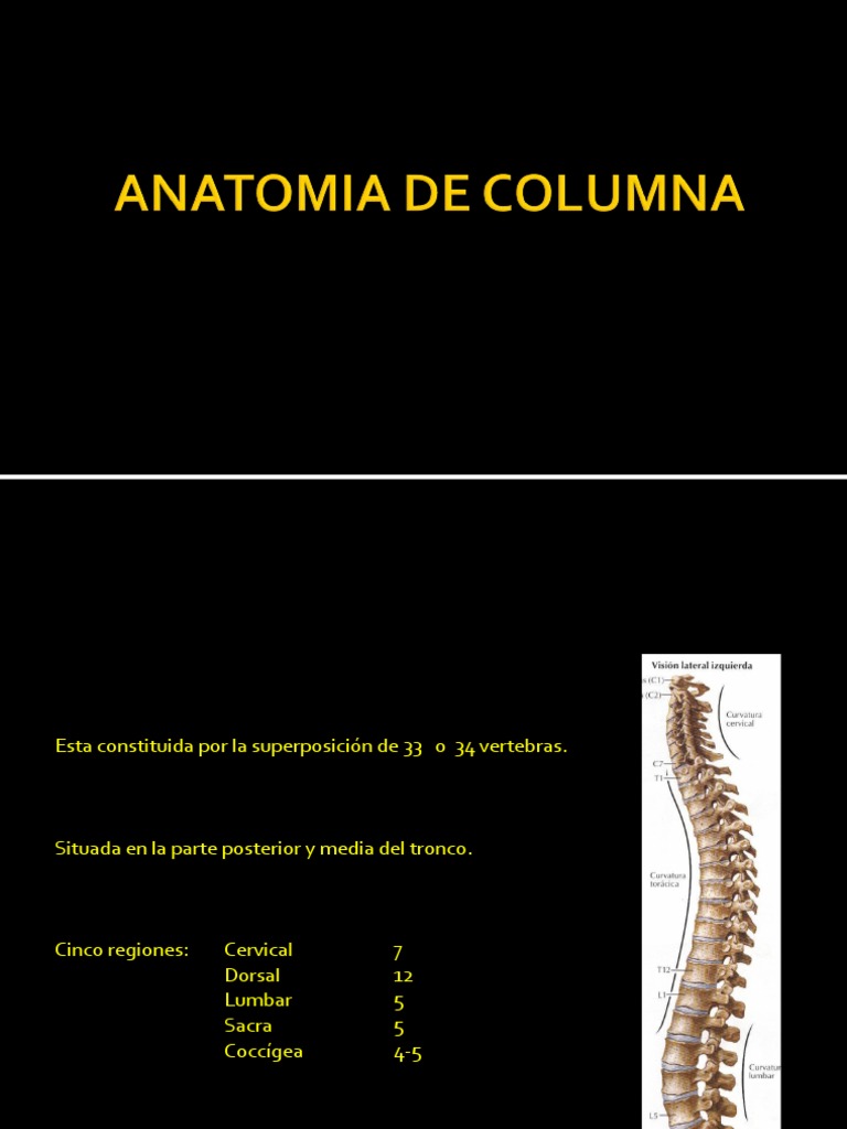 Anatomia de Columna | PDF | La columna vertebral | Vértebra