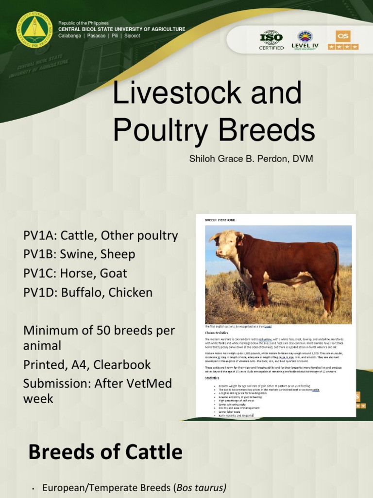 Breeds of Ruminant | PDF