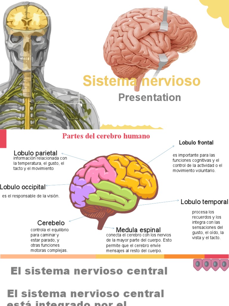 Sistema Nervioso | PDF | Sistema nervioso | Sistema nervioso central