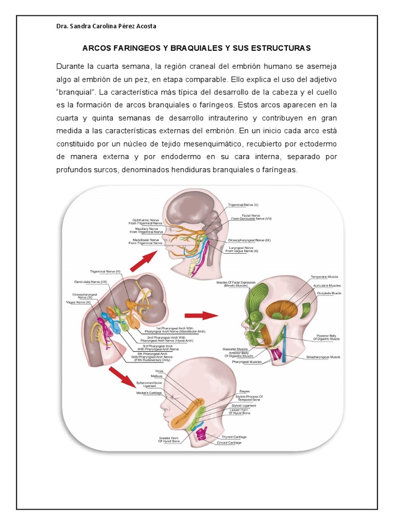 Arcos Branquiales y Estructuras Embriológicas | PDF | Laringe | Cabeza y cuello humanos