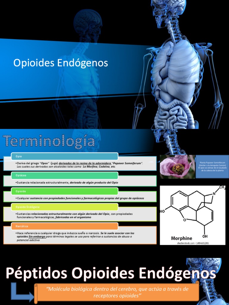 Opioides Endógenos | PDF | Opioide | Opio