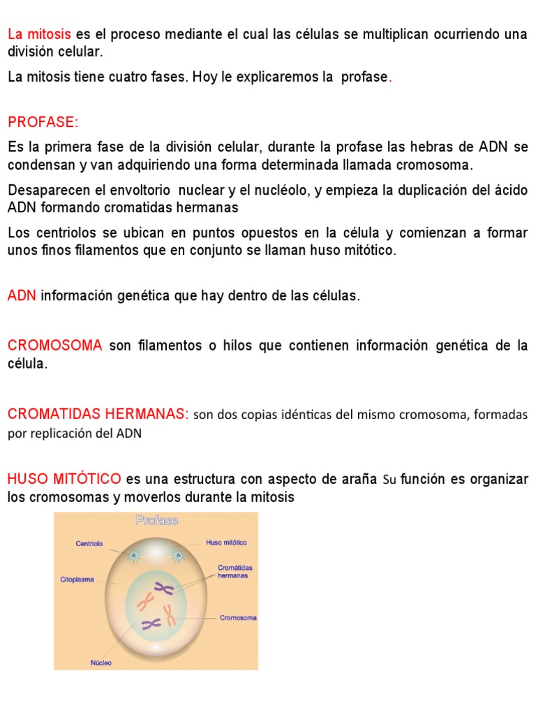 Resumen Profase | PDF