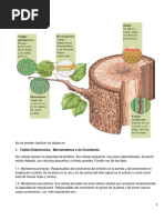 Estructura y Tipos de Limbo en Hojas | PDF | Hoja | Botánica