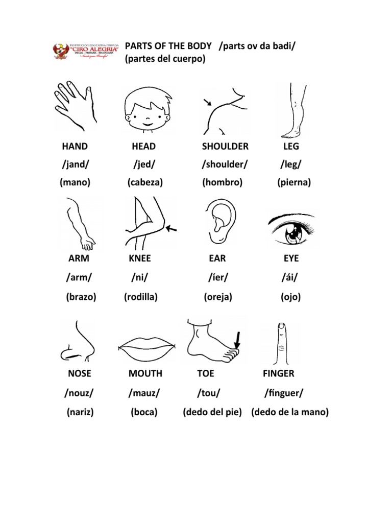 PARTS OF THE BODY 2° Grade | PDF