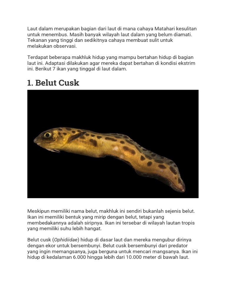 Belut Chusk | PDF