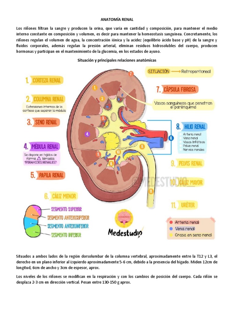 Anatomía Renal | PDF | Riñón | Abdomen