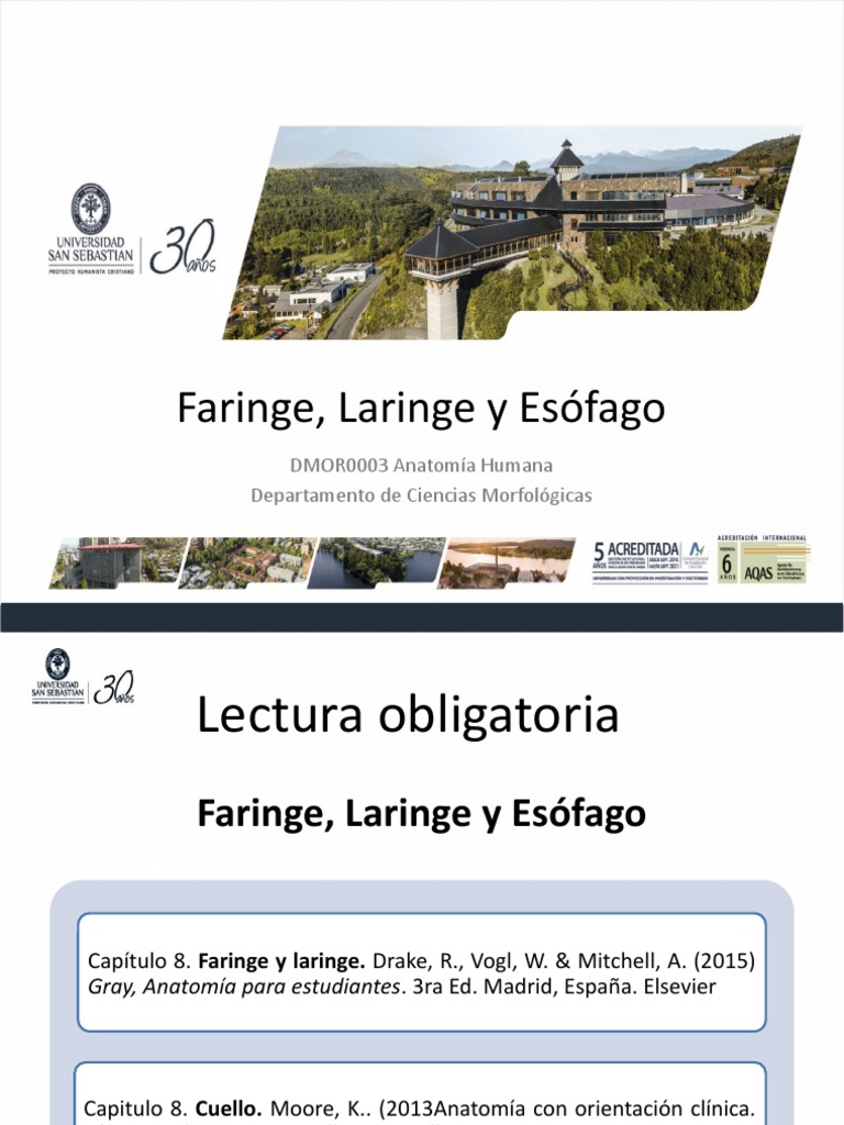 Clase 30 Faringe-Laringe-Esófago - DMOR0003 | Descargar gratis PDF ...
