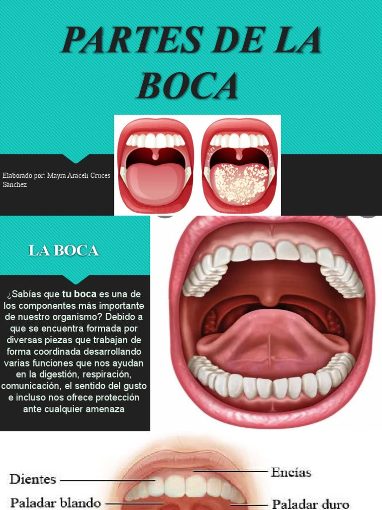 Partes esenciales de la boca humana | PDF | Boca | Gusto