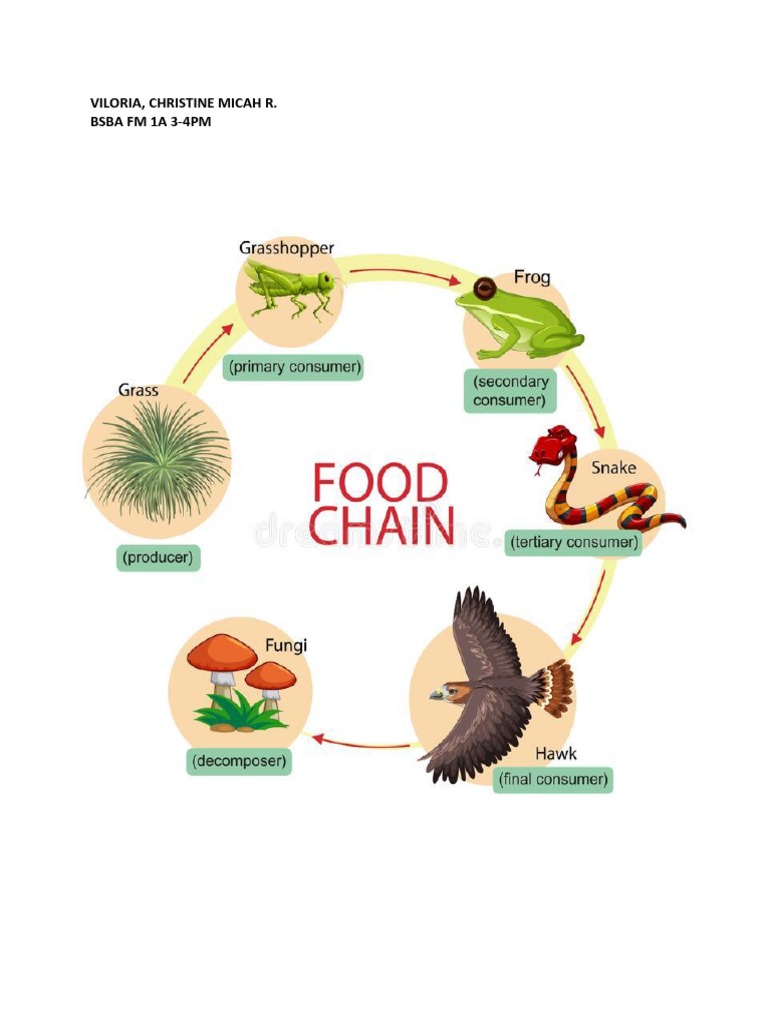 Food Chain | PDF