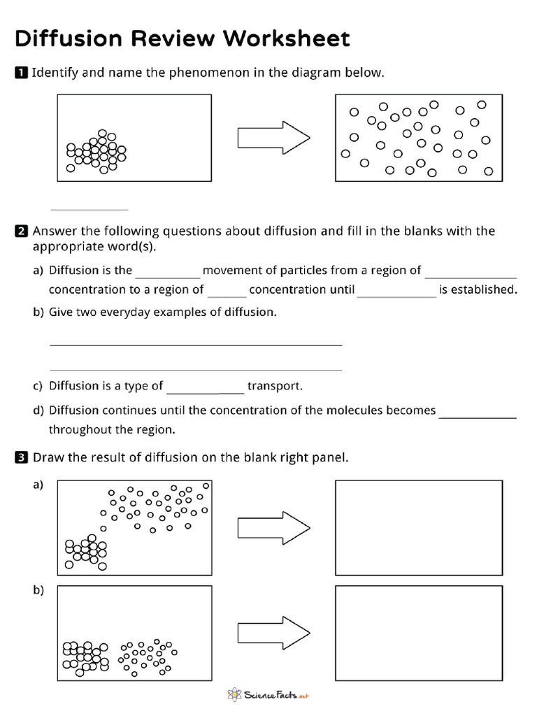 Diffusion-Review-Worksheet | PDF