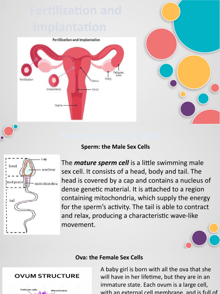 The Development of Human Life: From Fertilization and Implantation ...