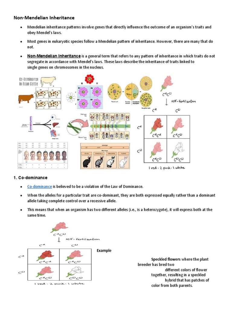 Non-Mendelian Notes Edited | PDF | Dominance (Genetics) | Allele