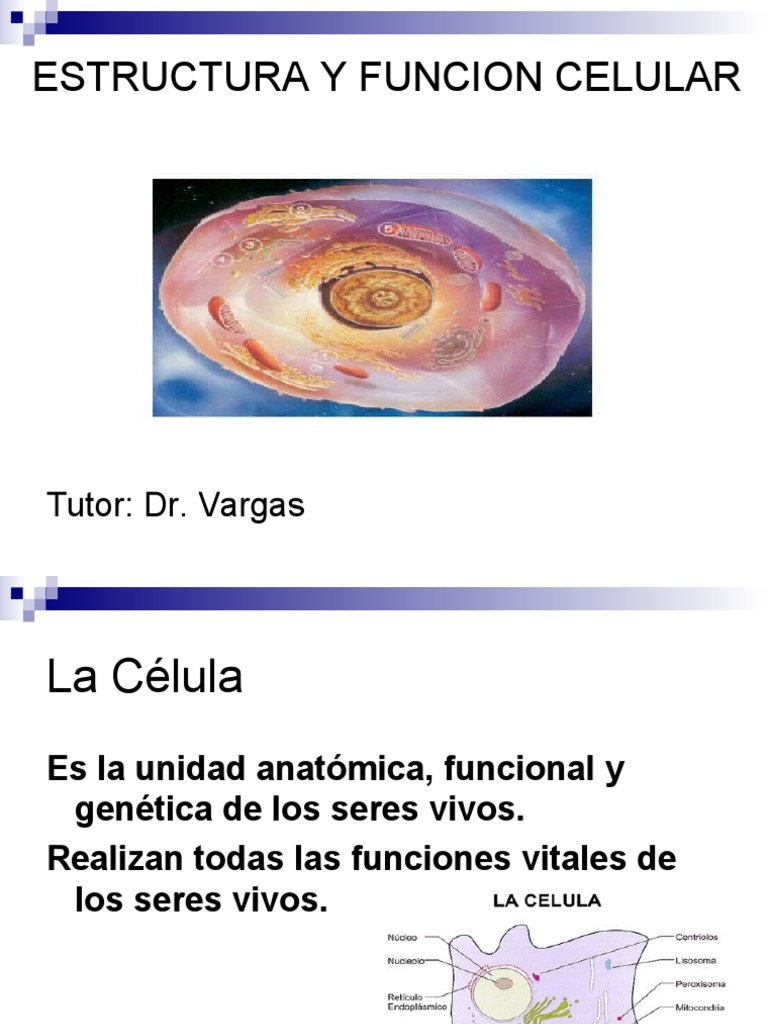 Estructura y Función Celular | Descargar gratis PDF | Biología Celular) | Citoplasma