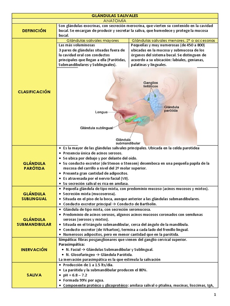 Glándulas Salivales | PDF | Anatomia animal | Sistema digestivo