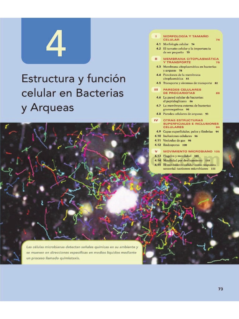 Bacteria Estructura y Funcion Celular | PDF