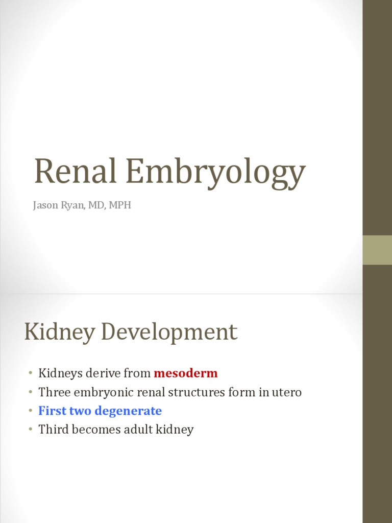 Renal Embryology: Jason Ryan, MD, MPH | PDF | Angiotensin | Kidney