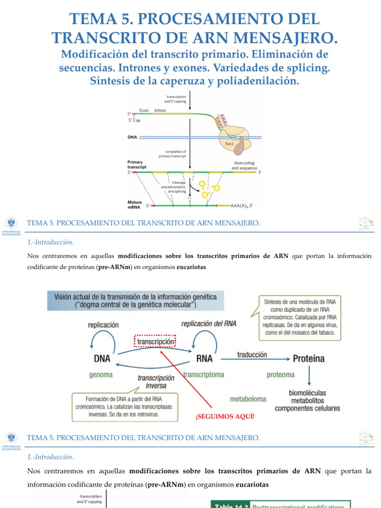 Tema 5. Procesamiento Del Transcrito de Arn Mensajero | PDF | Rna ...