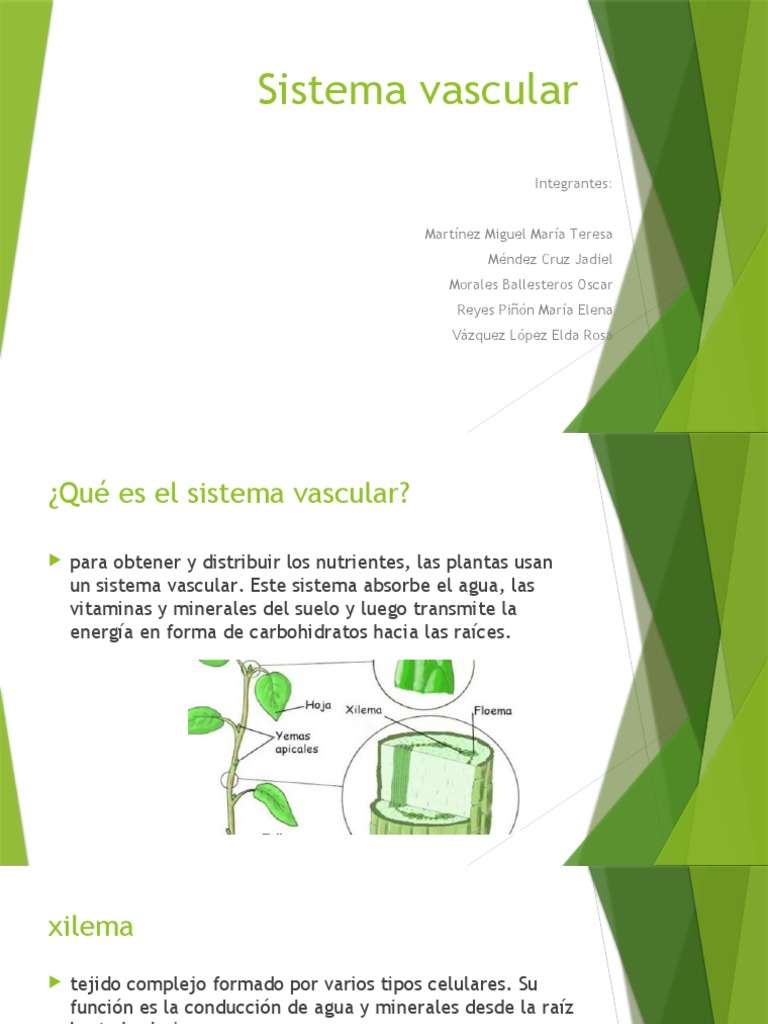 Sistema Vascular | PDF | Ramas de la botánica | Morfología Vegetal