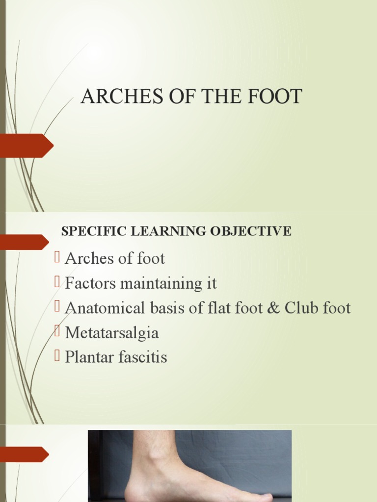 Arches of The Foot | PDF | Foot | Limbs (Anatomy)