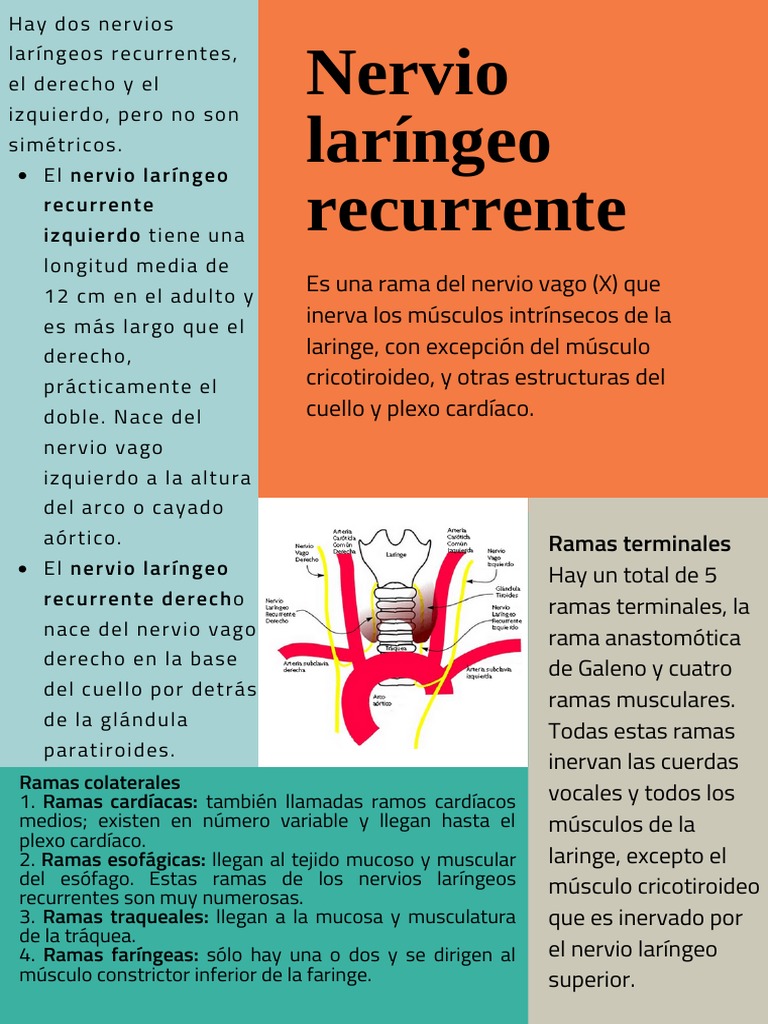 Anatomía del Nervio Laríngeo Recurrente | PDF