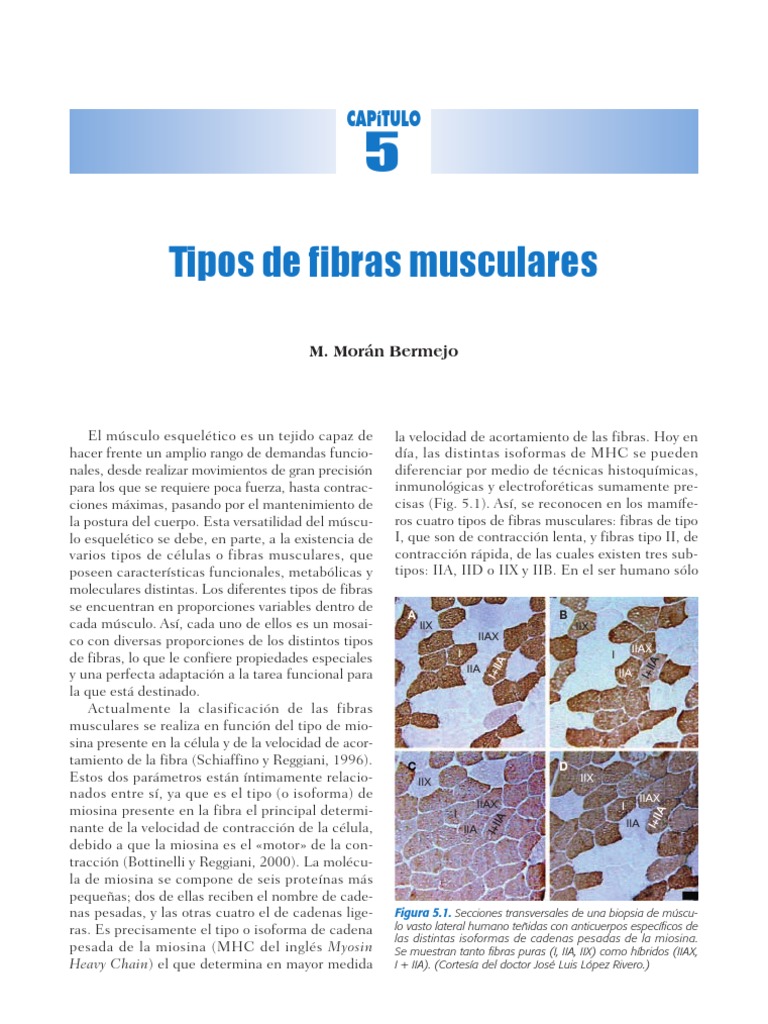 Tipos de Fibras Musculares Esqueléticas | PDF | Músculo | Contracción ...