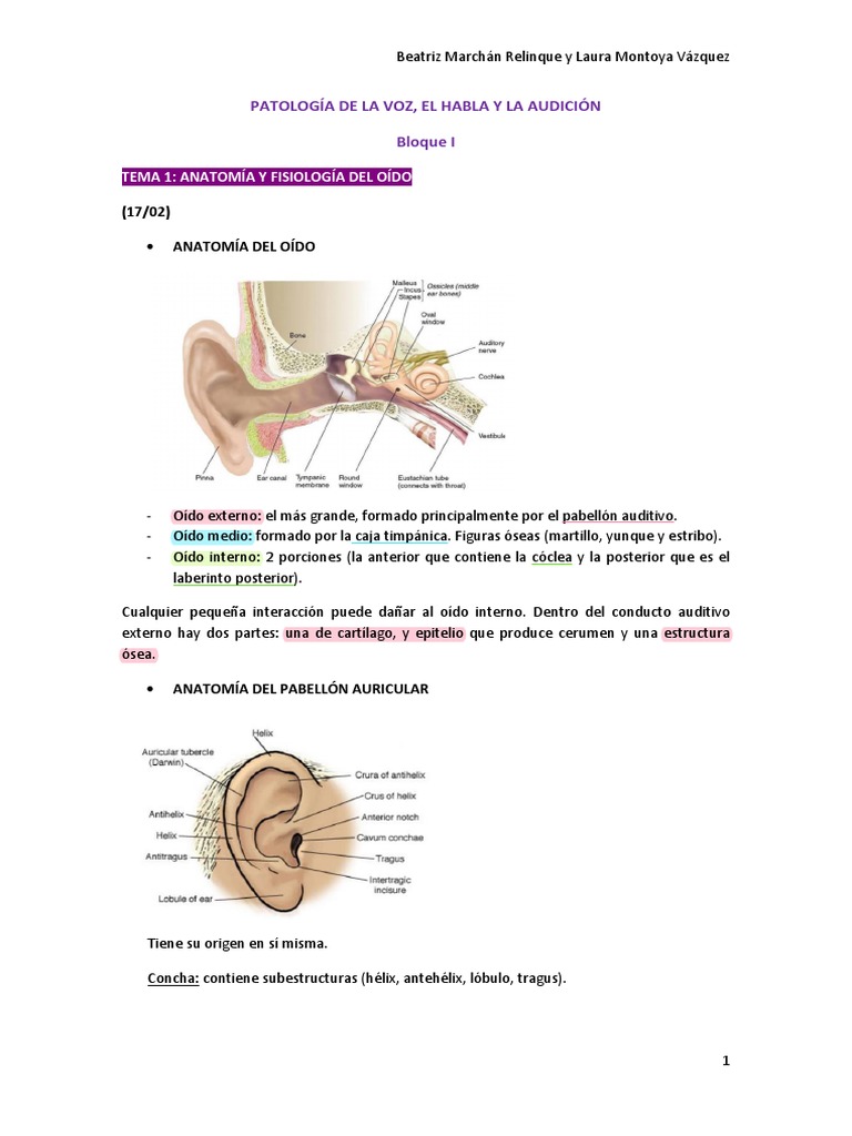 Anatomía y Fisiología del Oído | PDF | Oído | Escuchando