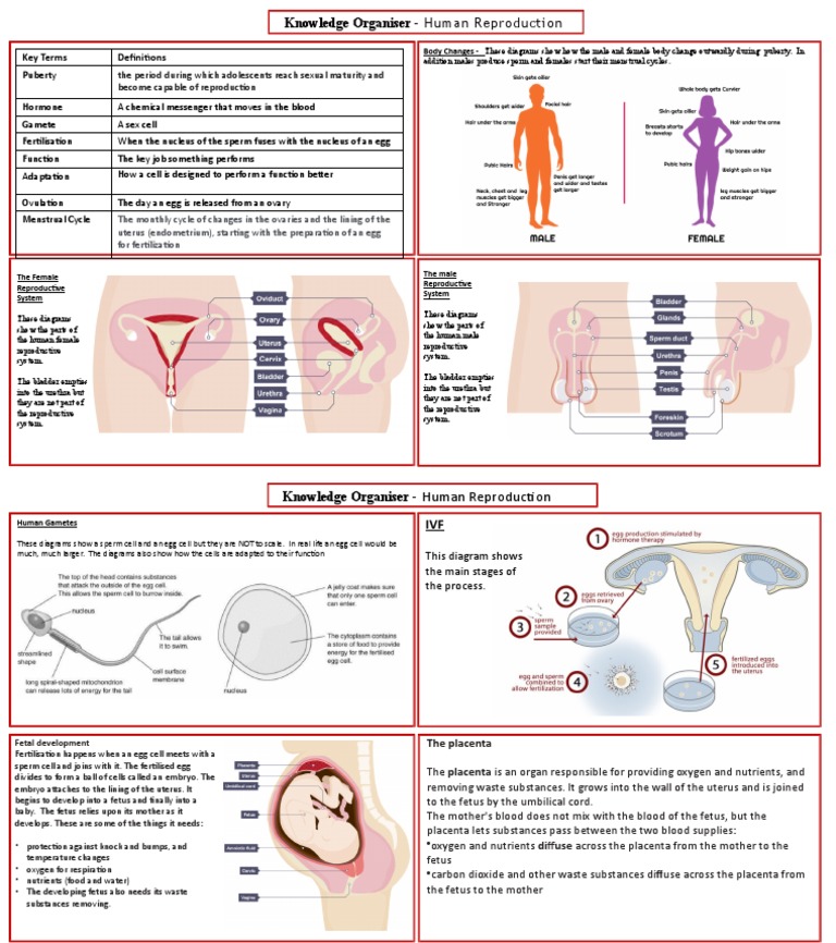Knowledge Organiser - Human Reproduction | Download Free PDF | Human ...