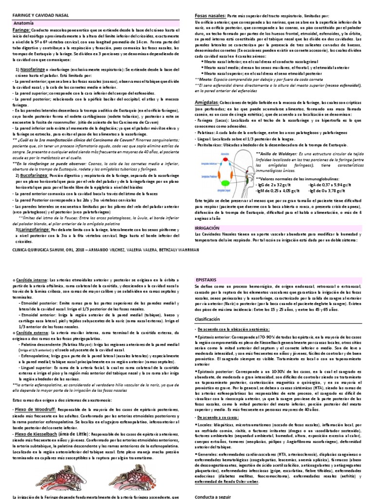 1er Parcial de Orl | PDF | Laringe | Nariz humana