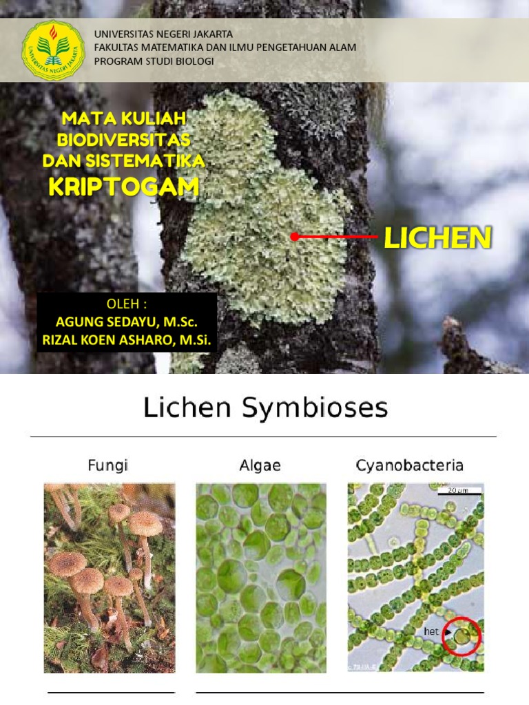 BSK Lichen | PDF | Mycology | Organisms