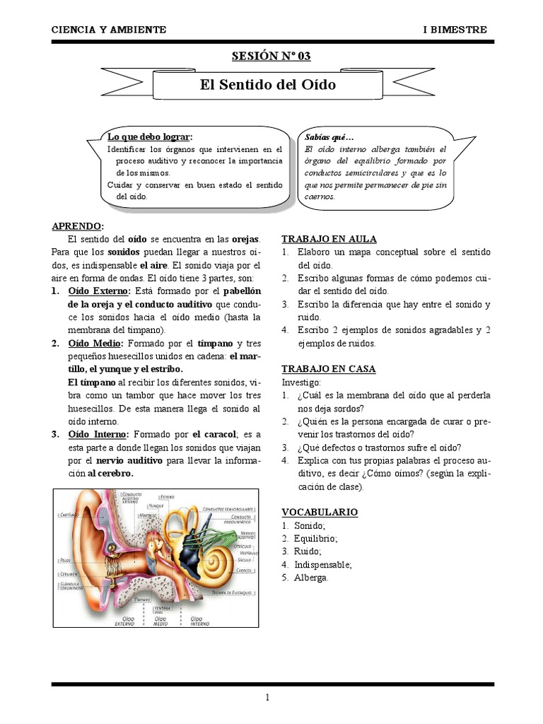 CA 3º I Bim 03 Sentido de Oido | PDF | Oído | Neurología