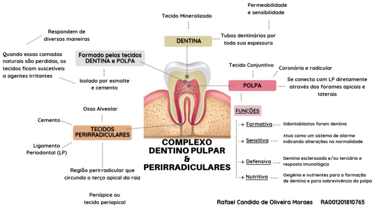 dentina | PDF | Dentina | Histologia