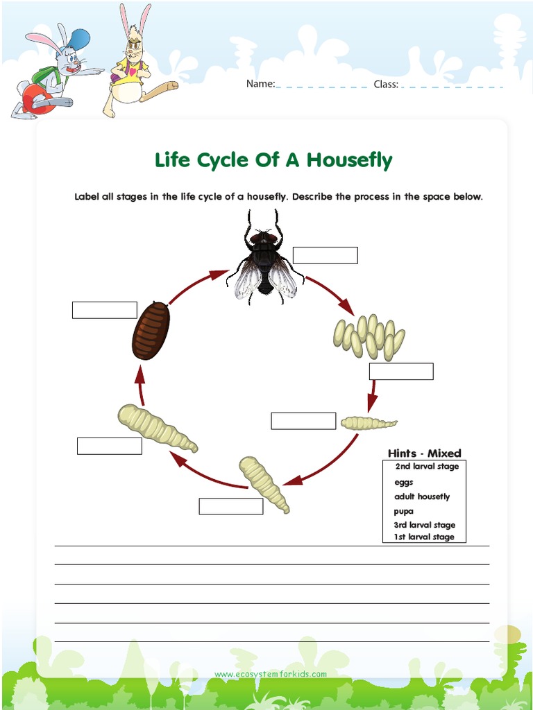 Life Cycle of A House Fly | PDF