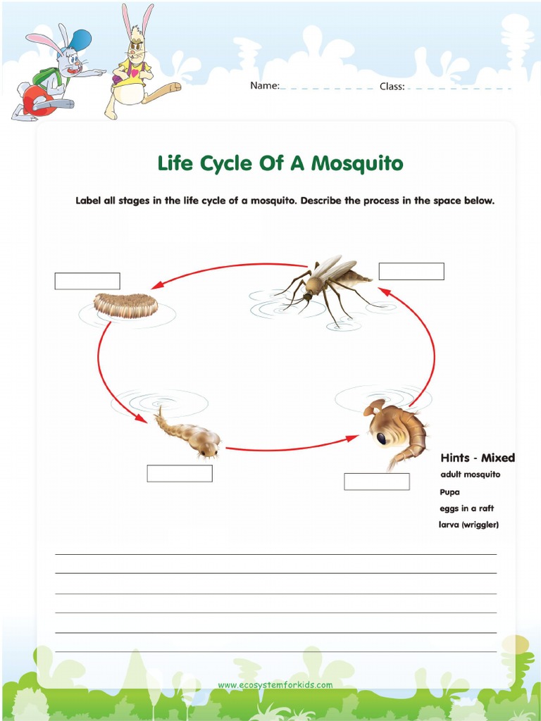Life Cycle of A Mosquito Worksheet | PDF