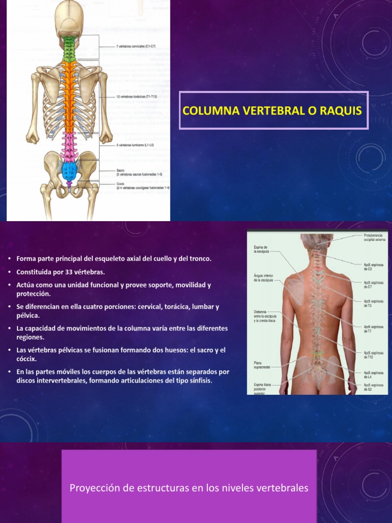 Clase 2 COLUMNA NUEVO | PDF | Vértebra | La columna vertebral