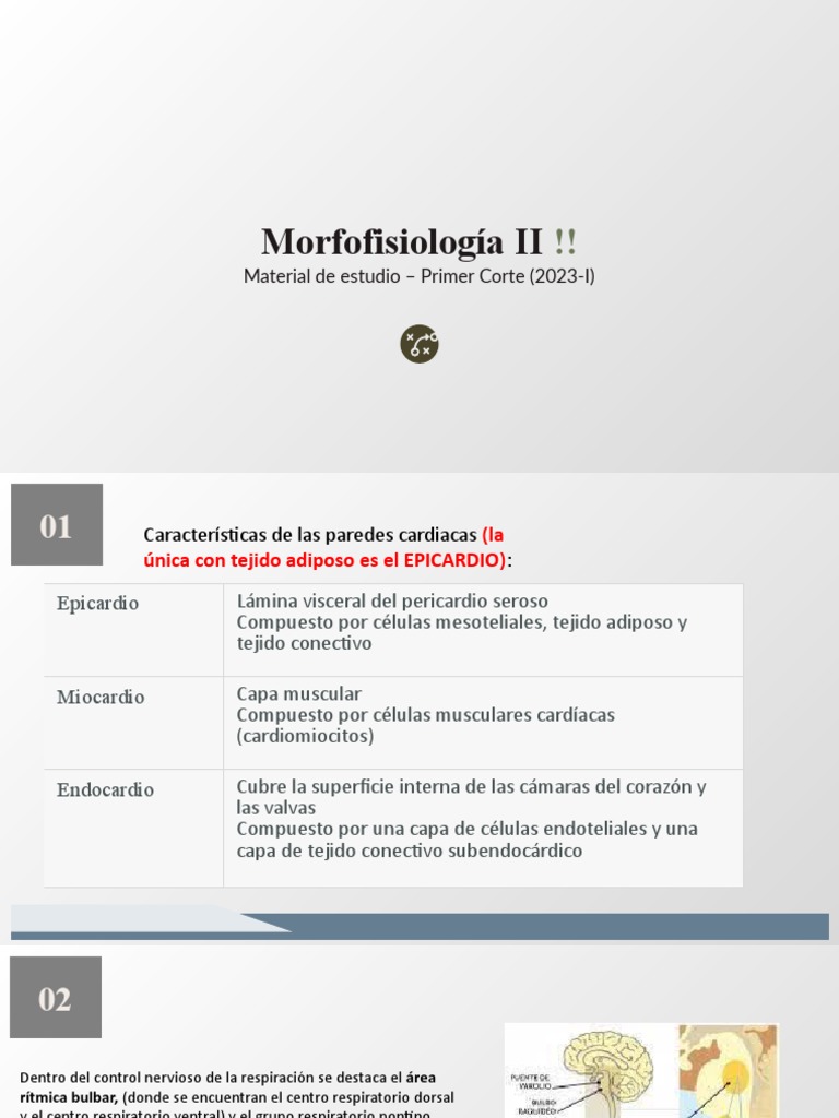 Morfofisiologia II - Material de Estudio - Primer Corte (2023-I) | PDF | Electrocardiografia ...