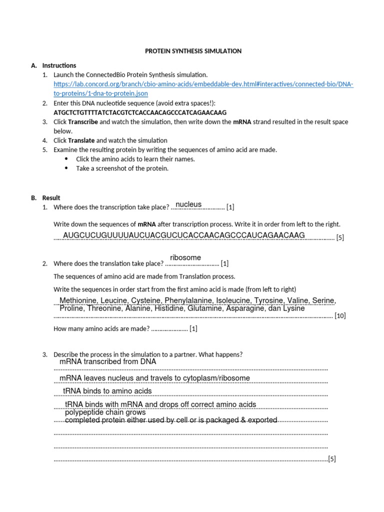 Ariq Ruchiat - Protein Synthesis Simulation | PDF | Biosynthesis ...