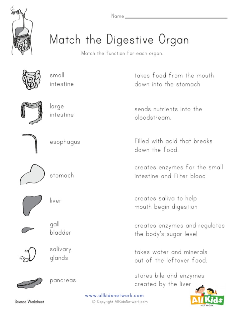 Match Digestive Organ Worksheet | Download Free PDF | Human Digestive ...