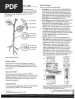 CELERY LAB - Structure and Function of A Plant | PDF | Leaf | Plant Stem