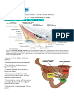Anatomia do Peritônio e Cavidade Peritoneal | PDF | Peritônio | Corpo ...