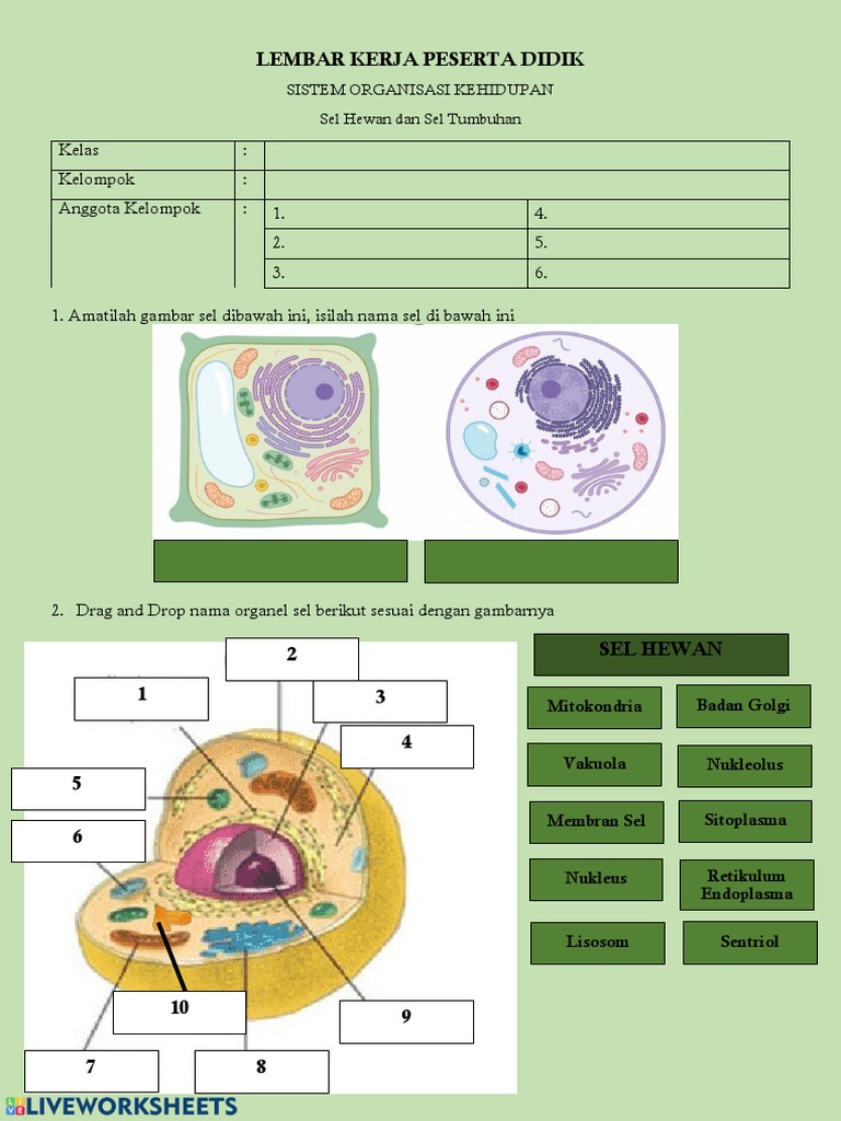 Tugas Materi Sel | PDF