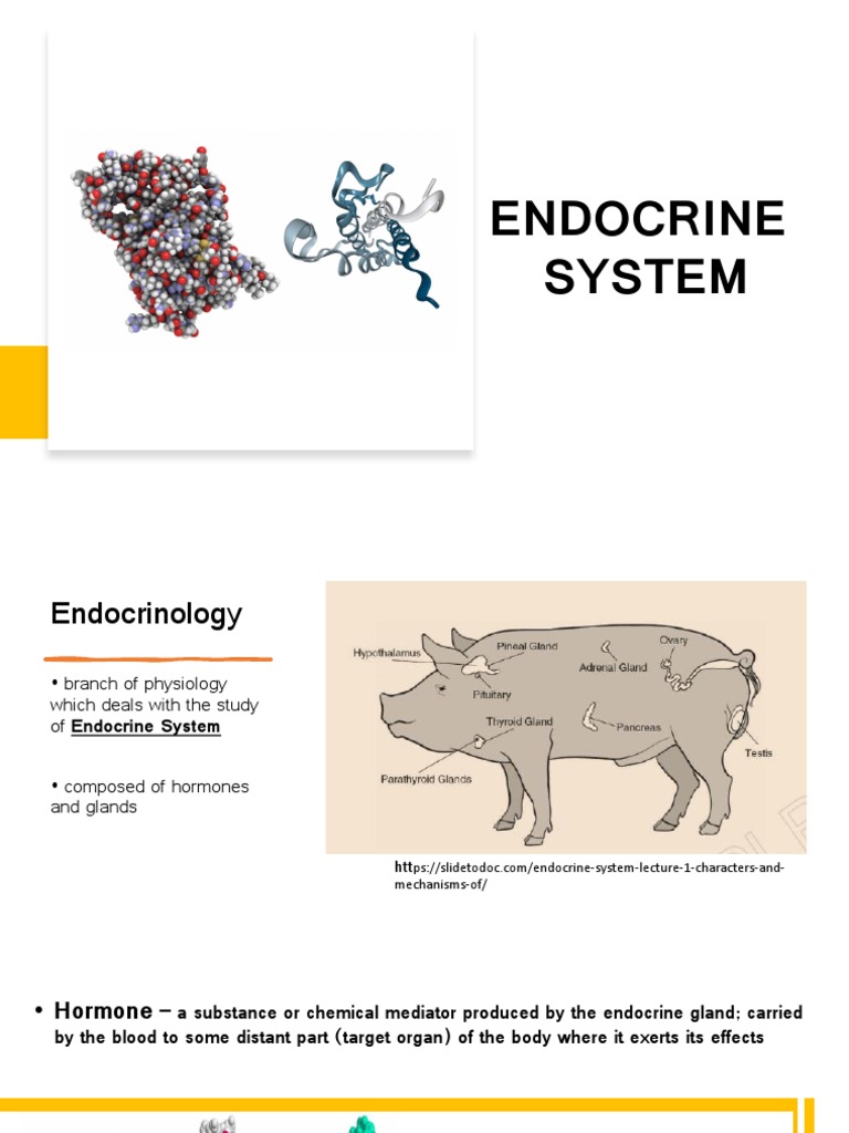 Endocrine System Animal Science | Download Free PDF | Endocrine System ...