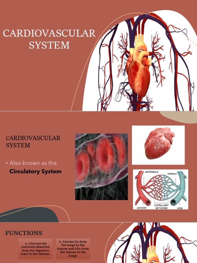 Animal Cardiovascular System Overview | PDF | Blood | Respiratory System