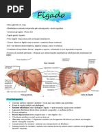 Anatomia do Fígado e Suas Estruturas | PDF | Fígado | Hepatócito